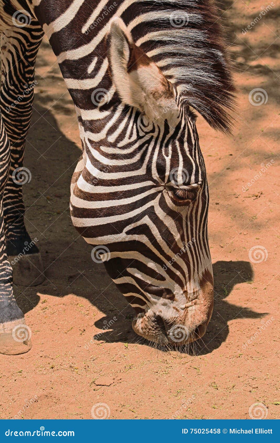 Zebra stock photo. Image of black, biting, head, anger - 75025458
