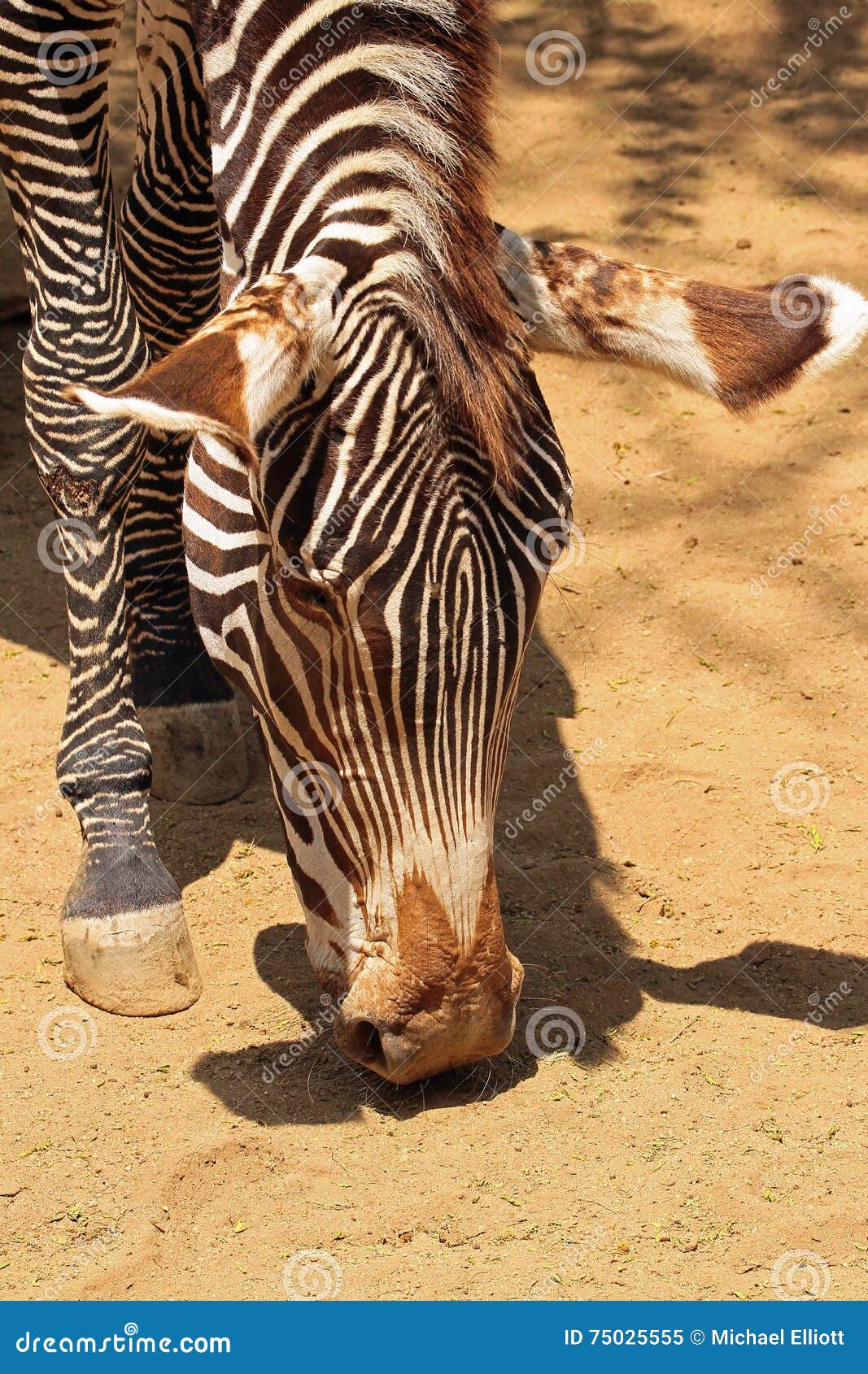 Zebra stock image. Image of anger, bite, horse, looking - 75025555