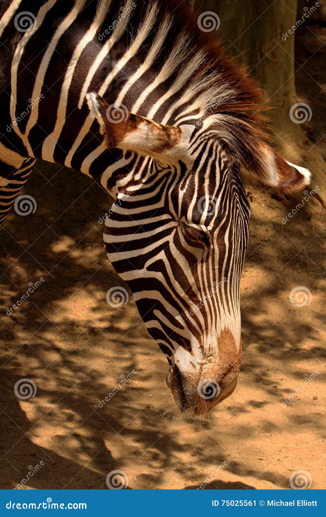 Zebra stock image. Image of aggressive, head, buckskinman - 75025561