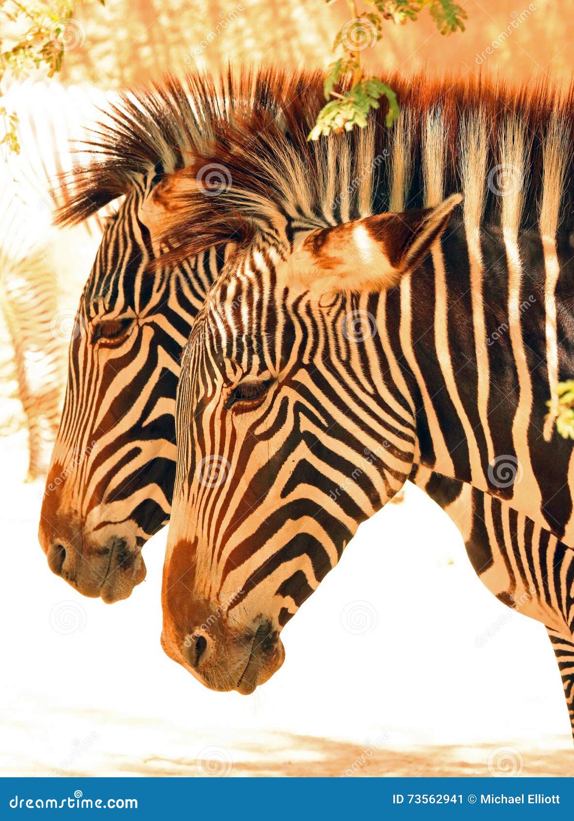 Zebra stock image. Image of donkey, forward, battle, dominance - 73562941