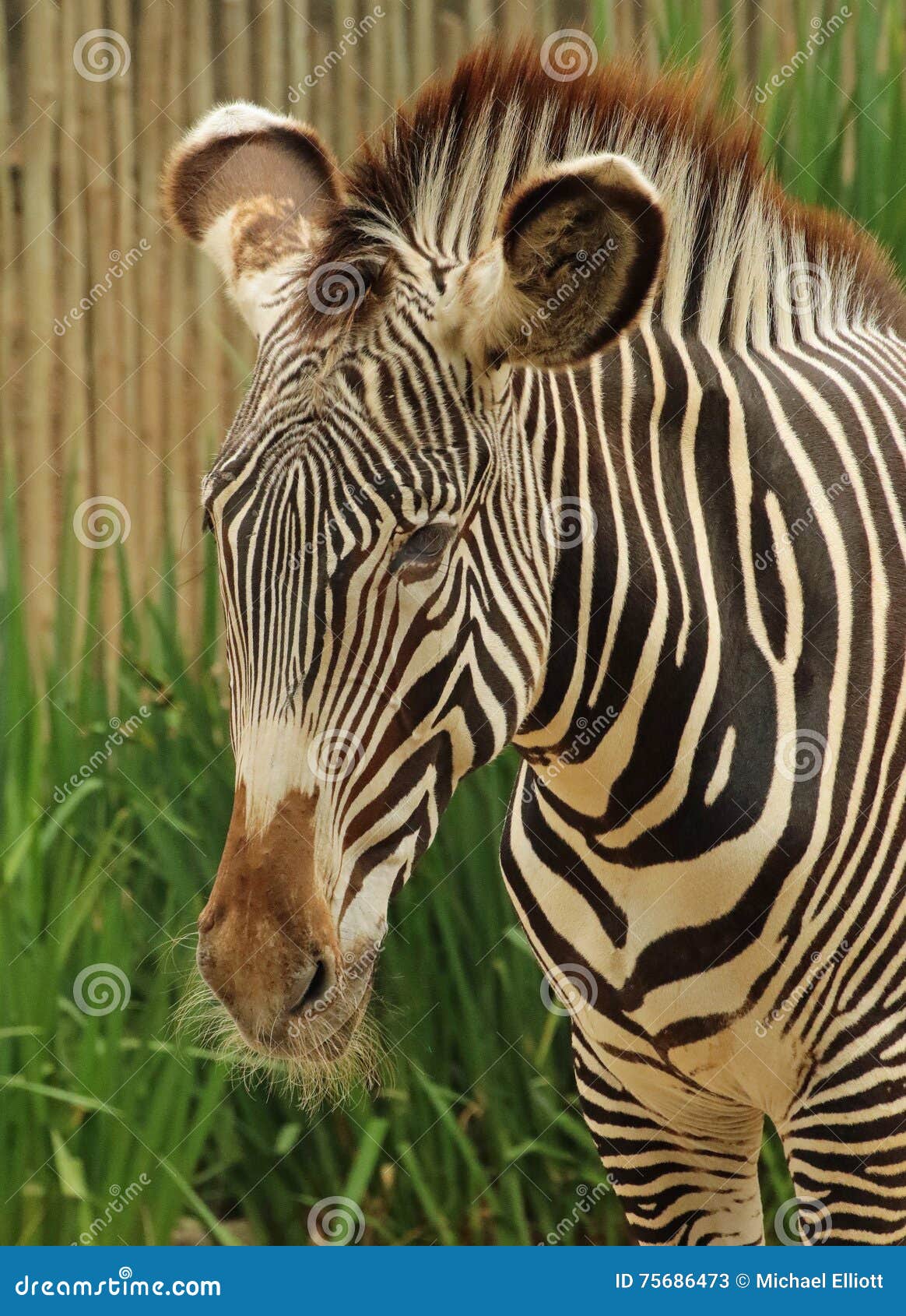 Zebra stock image. Image of captive, hoof, aggressive - 75686473