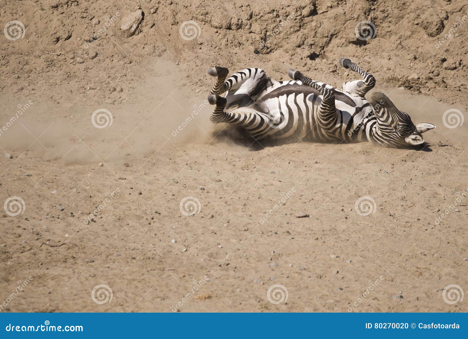 Zebra on the ground stock photo. Image of zebra, fall - 80270020