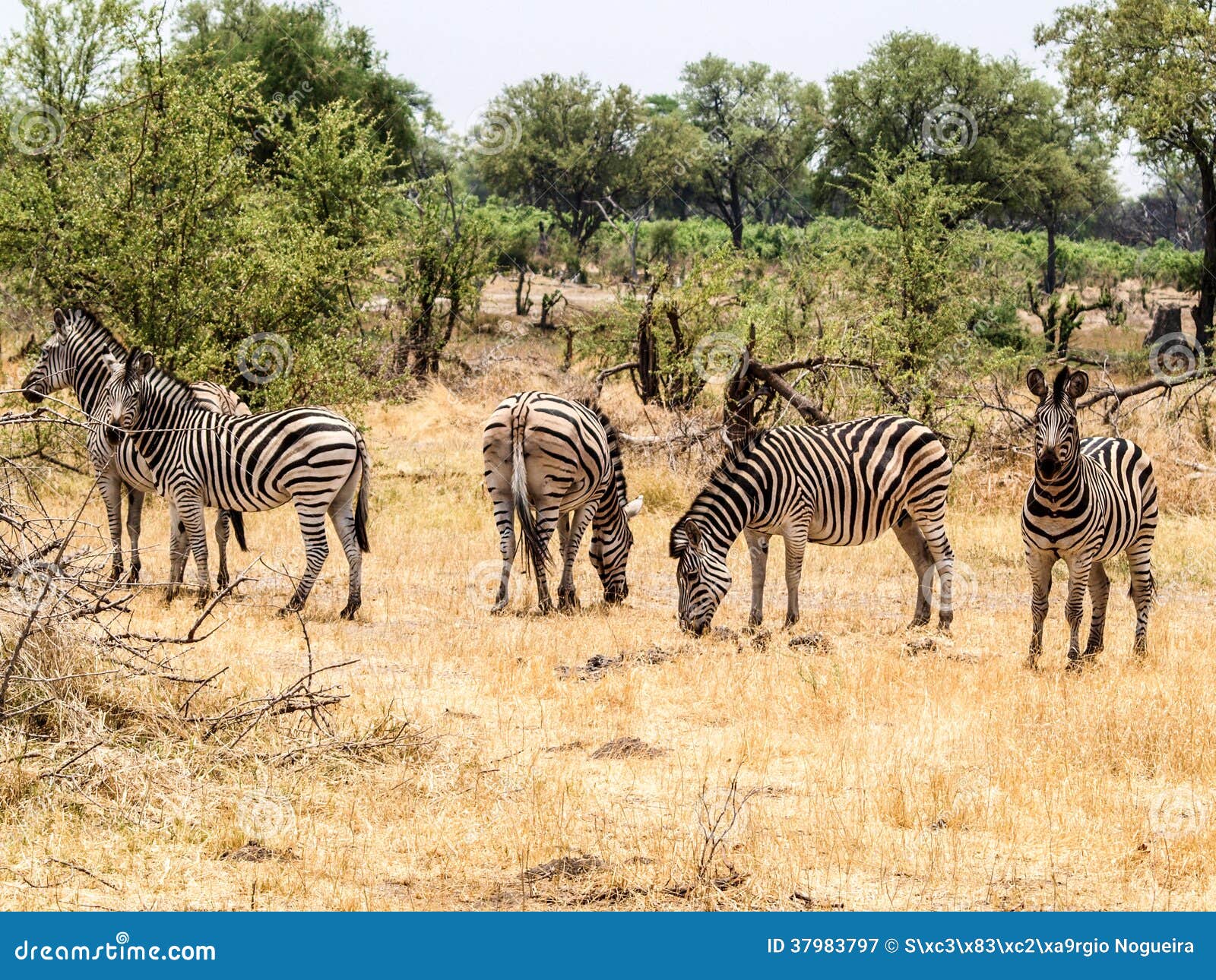 Zebra group stock image. Image of botswana, wildlife - 37983797