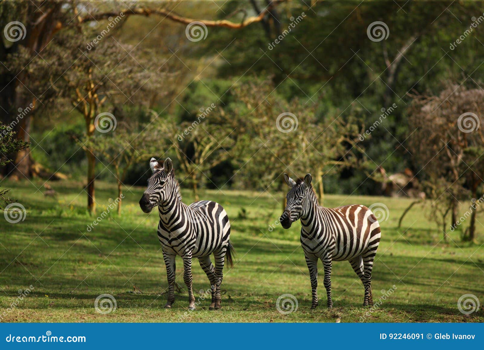 Zebra stock image. Image of bush, kenya, group, savannah - 92246091