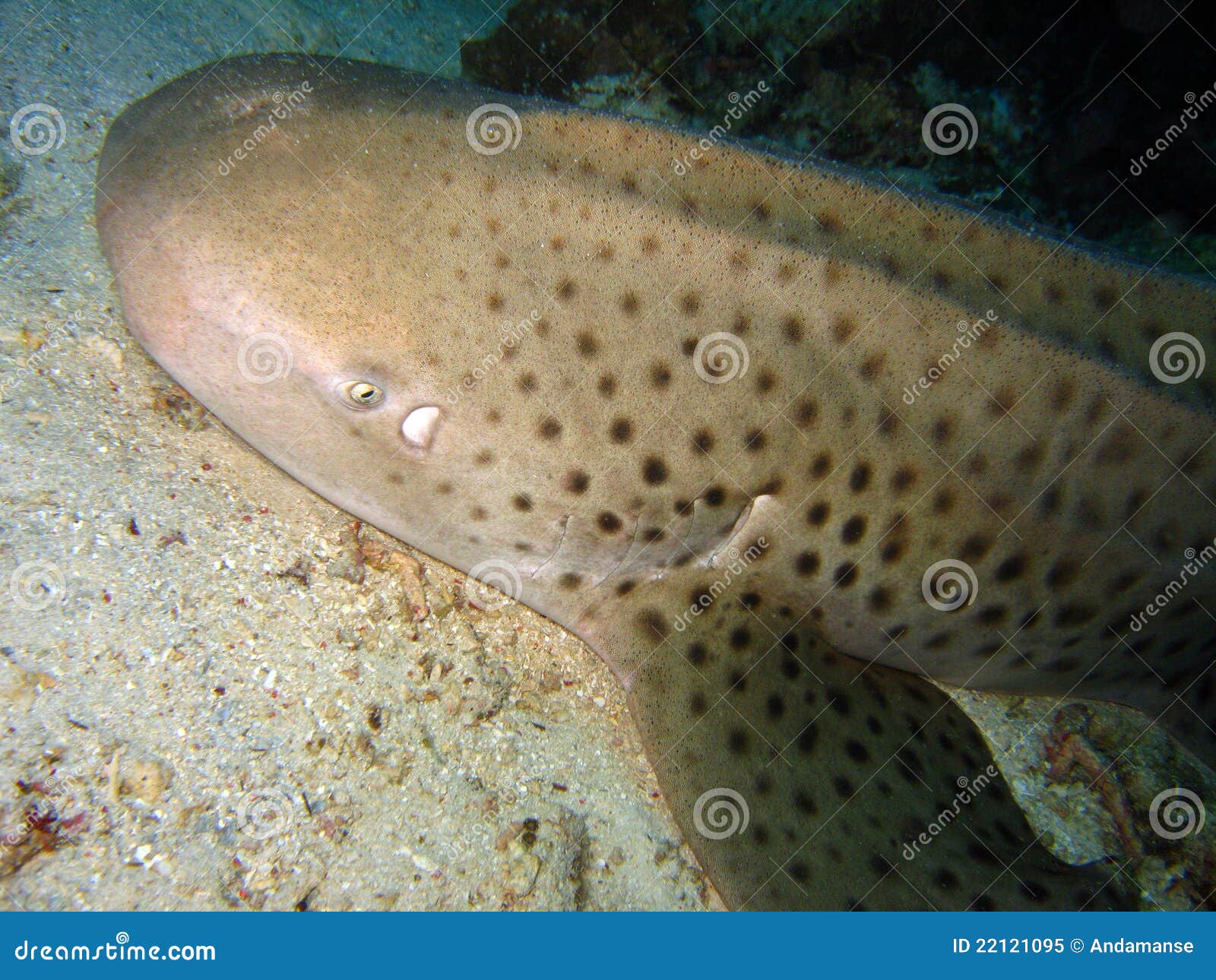 Zebra-Haifisch stockbild. Bild von abbildungen, bilder - 22121095