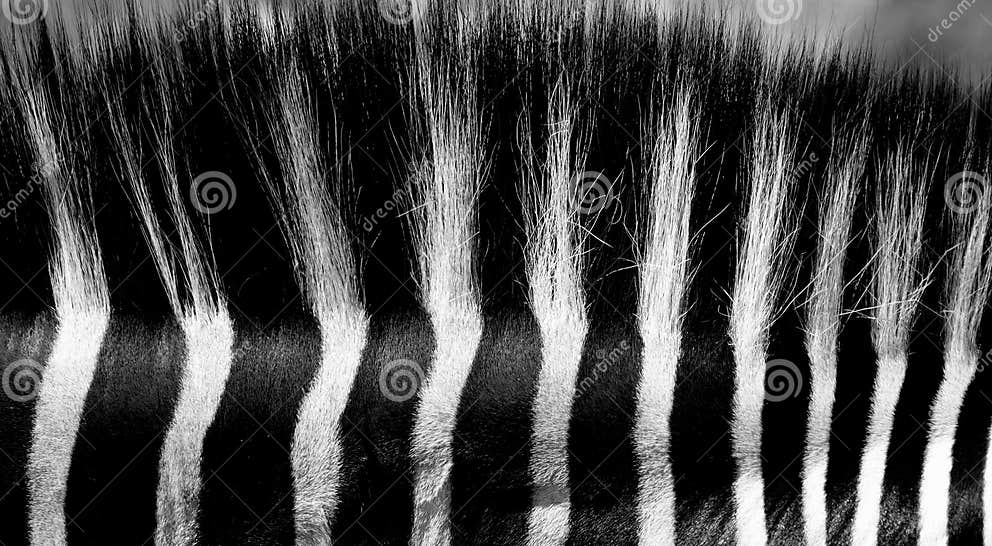 Zebra hair style stock photo. Image of style, header - 19807726
