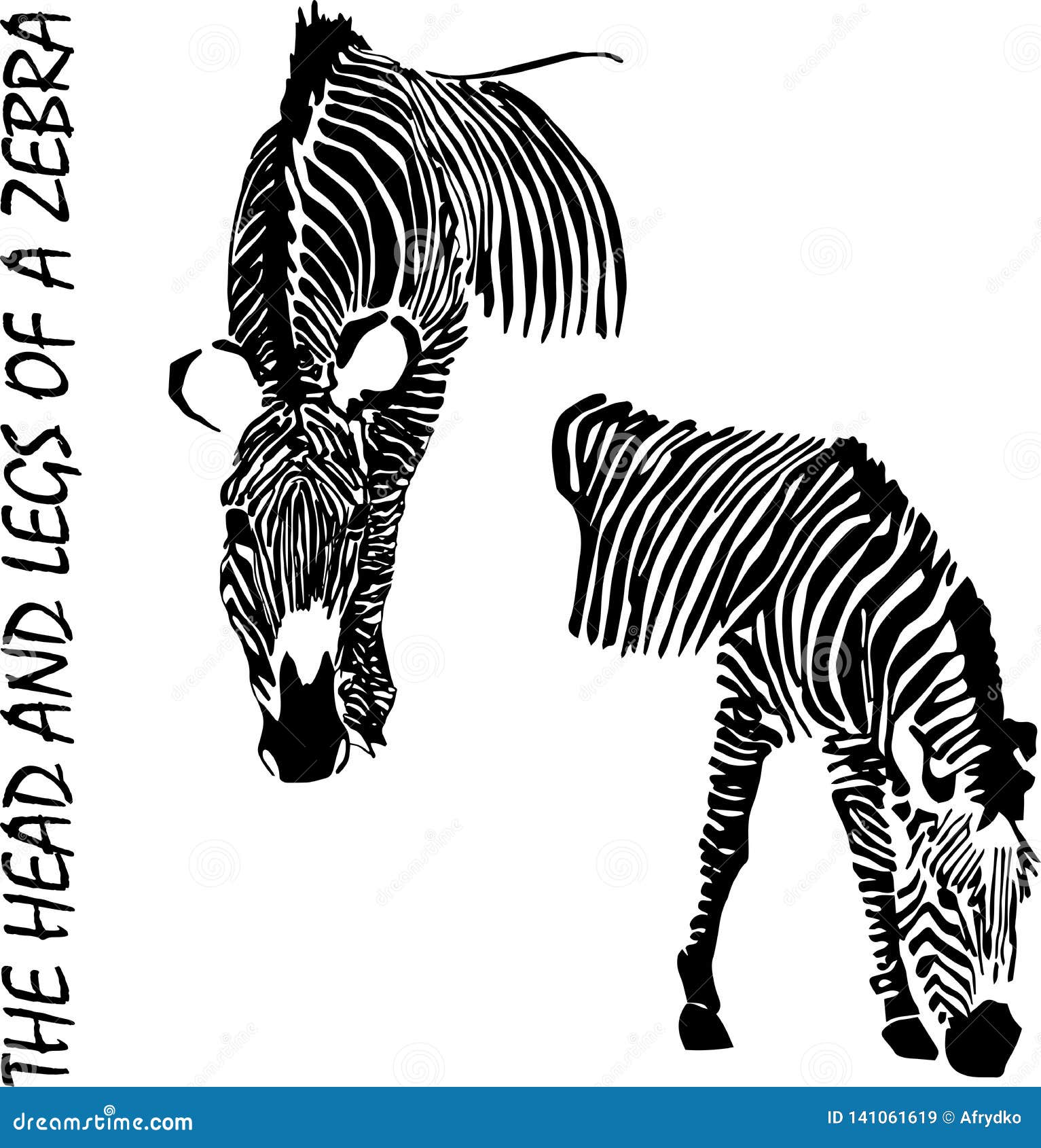 Zebra, Hand-drawing, Vector Stock Vector - Illustration of design ...