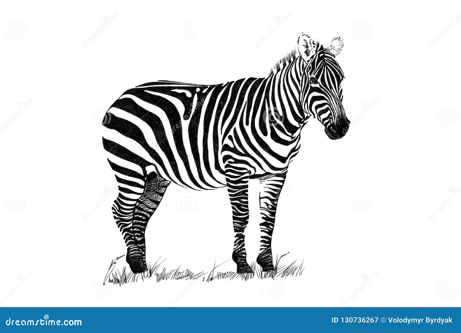 Zebra Hand In Mouth Art By Jon Klassen Royalty-Free Stock Photo ...