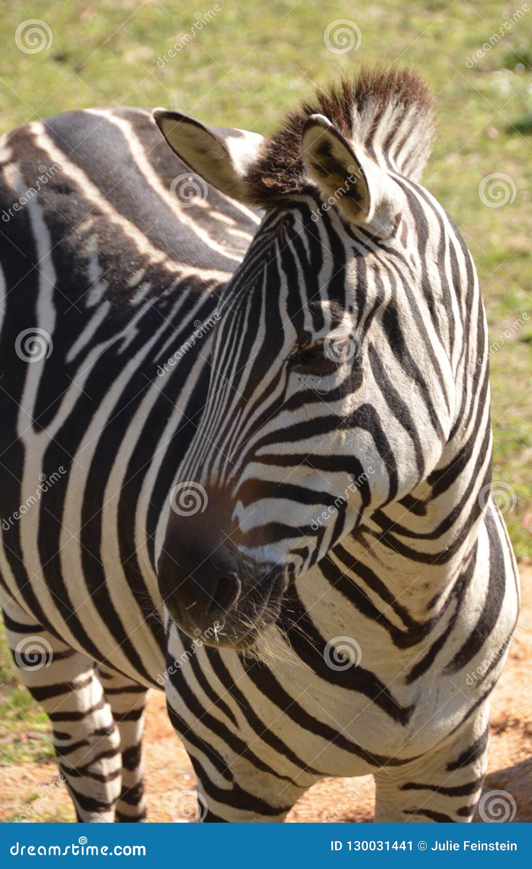 Zebra stock image. Image of wild, white, stripe, horse - 130031441
