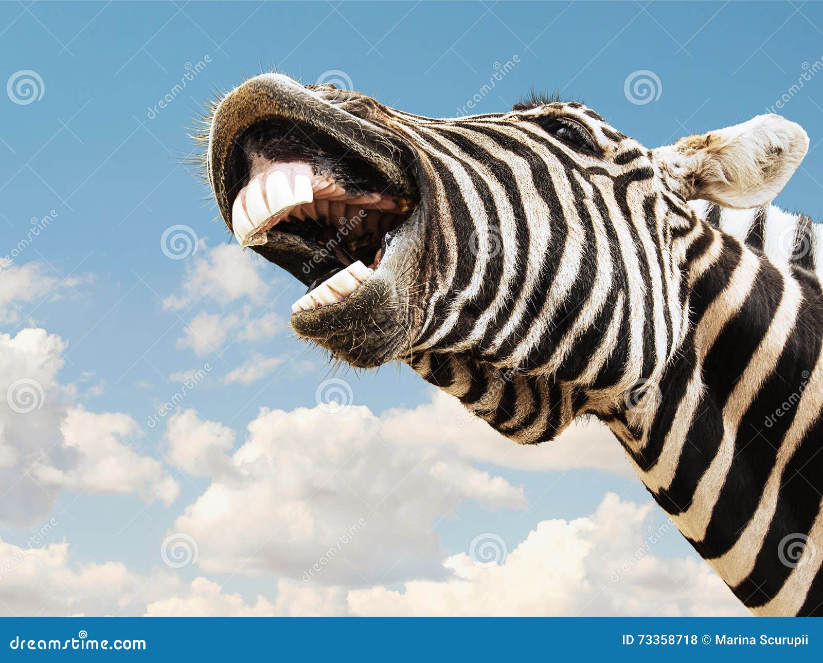 Zebra happy lougthing stock photo. Image of laught, mane - 73358718