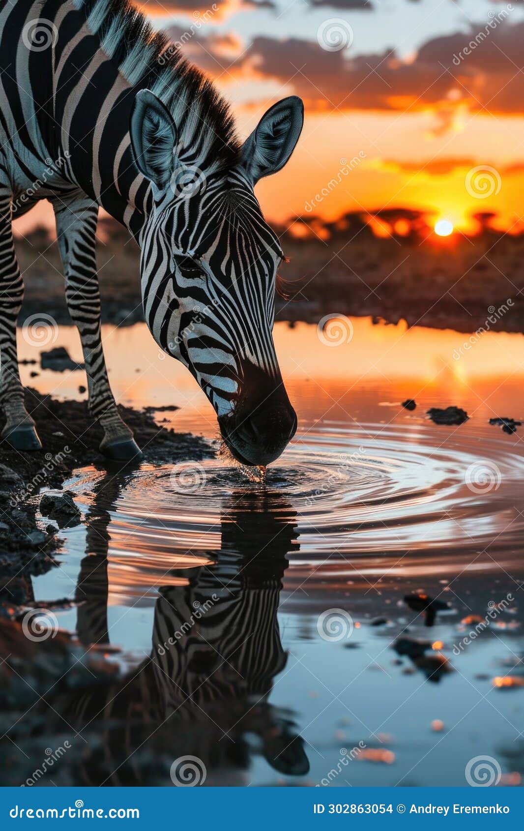 A Zebra Having A Drink On A Safari In South Africa Stock Image ...