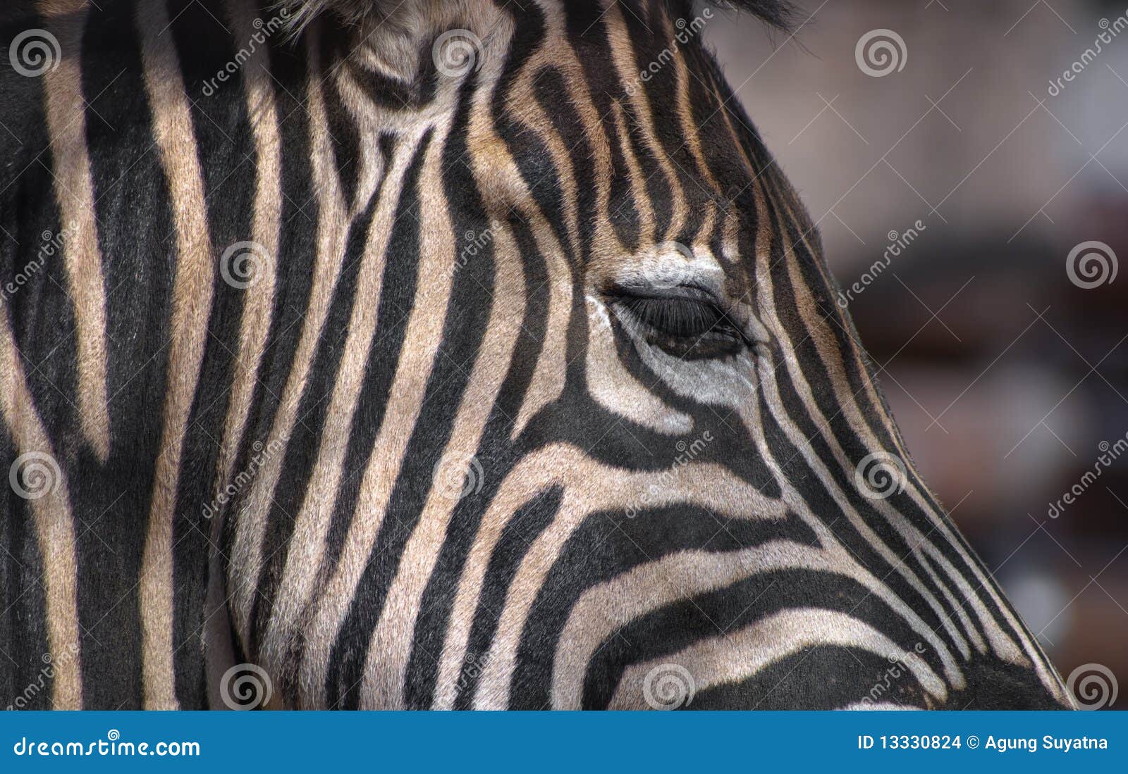 Zebra head stock photo. Image of zebra, wildlife, head - 13330824