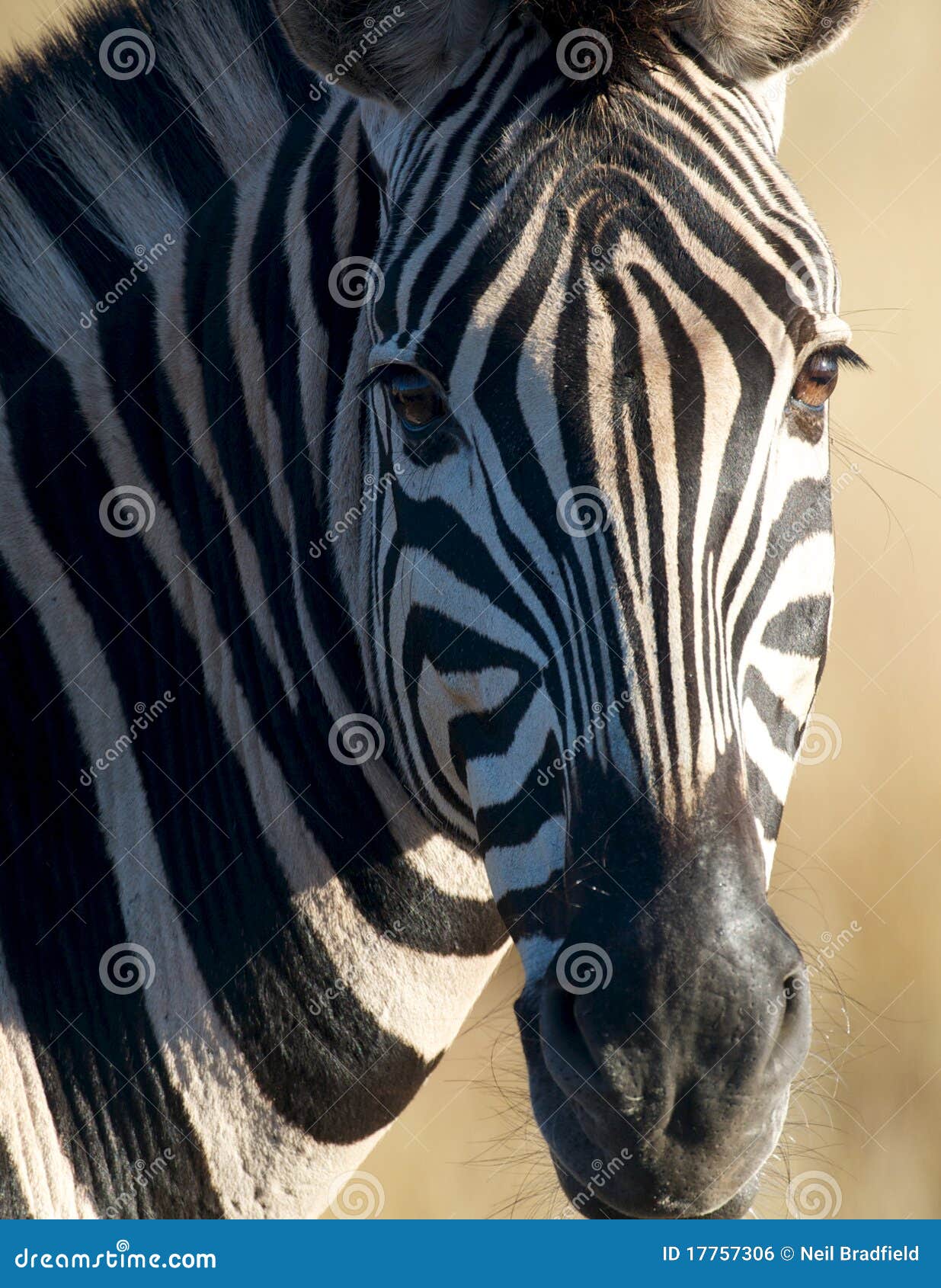 Zebra Head stock photo. Image of burchell, white, stripes - 17757306