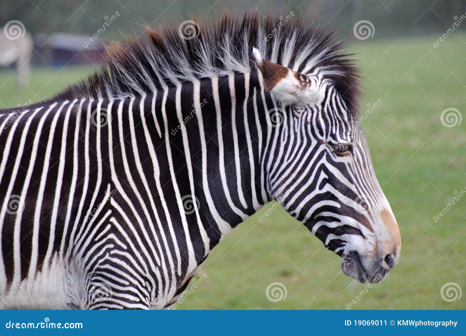 Zebra head stock image. Image of africa, natural, body - 19069011