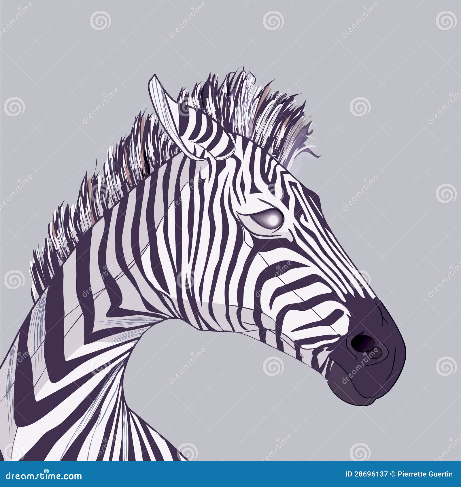 Zebra Head Drawing Step By Step