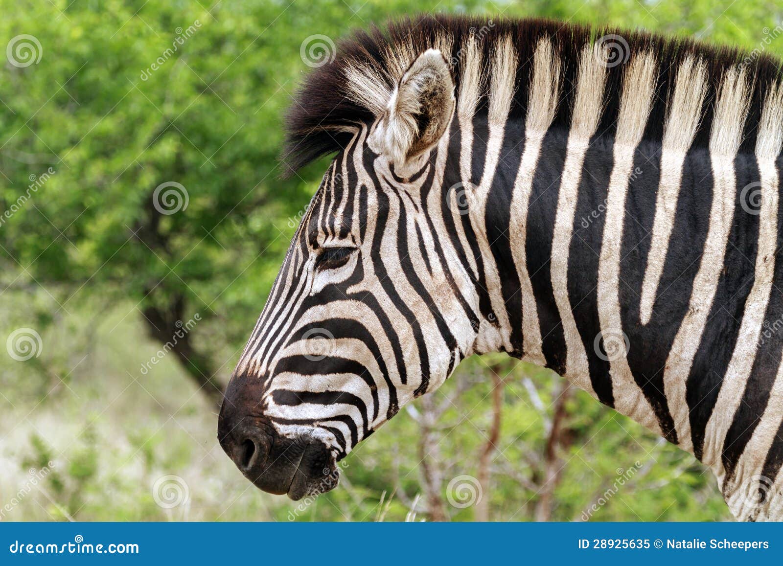 Zebra Head stock image. Image of neck, game, faces, grass - 28925635