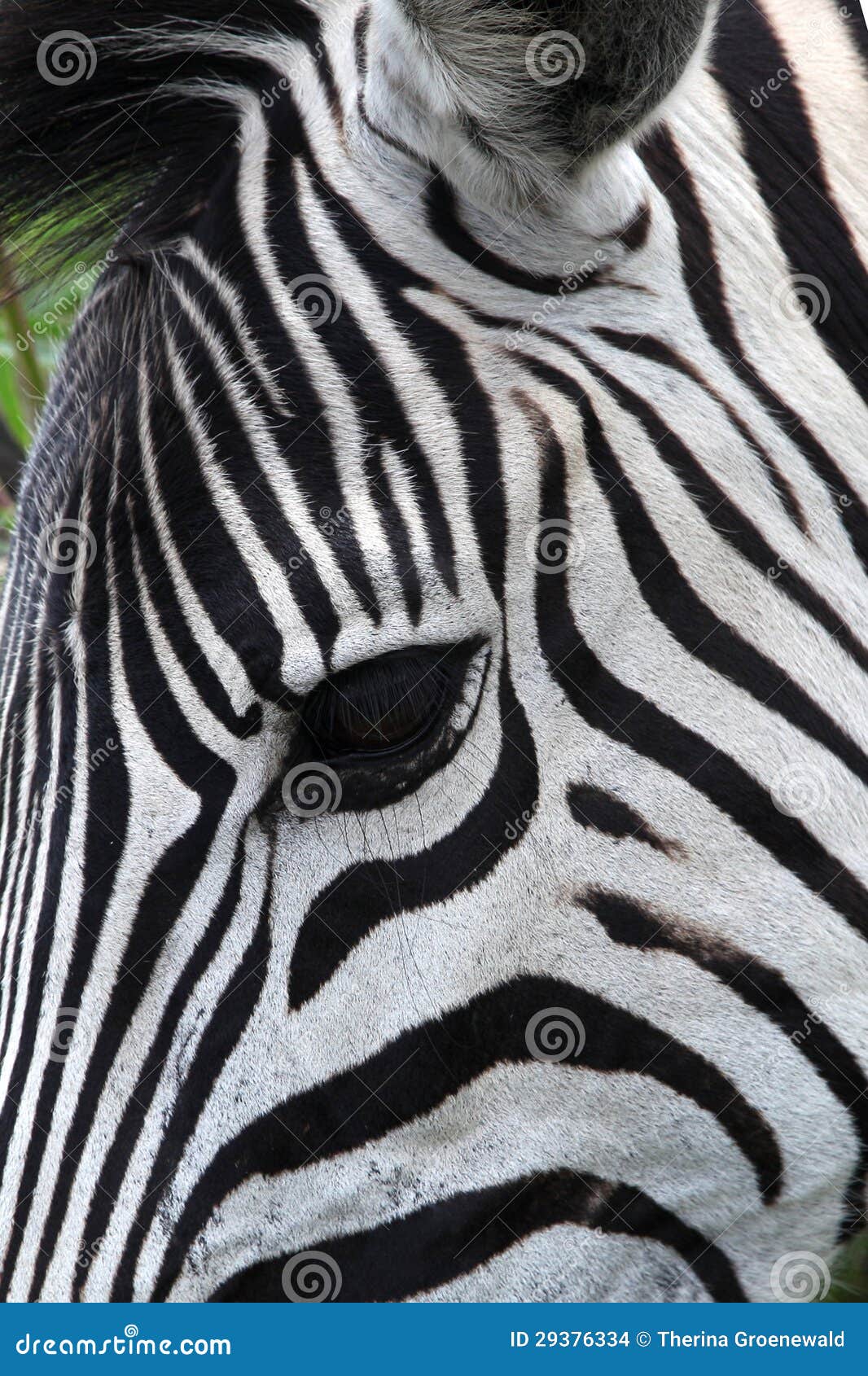 Zebra head. stock photo. Image of environment, patterns - 29376334
