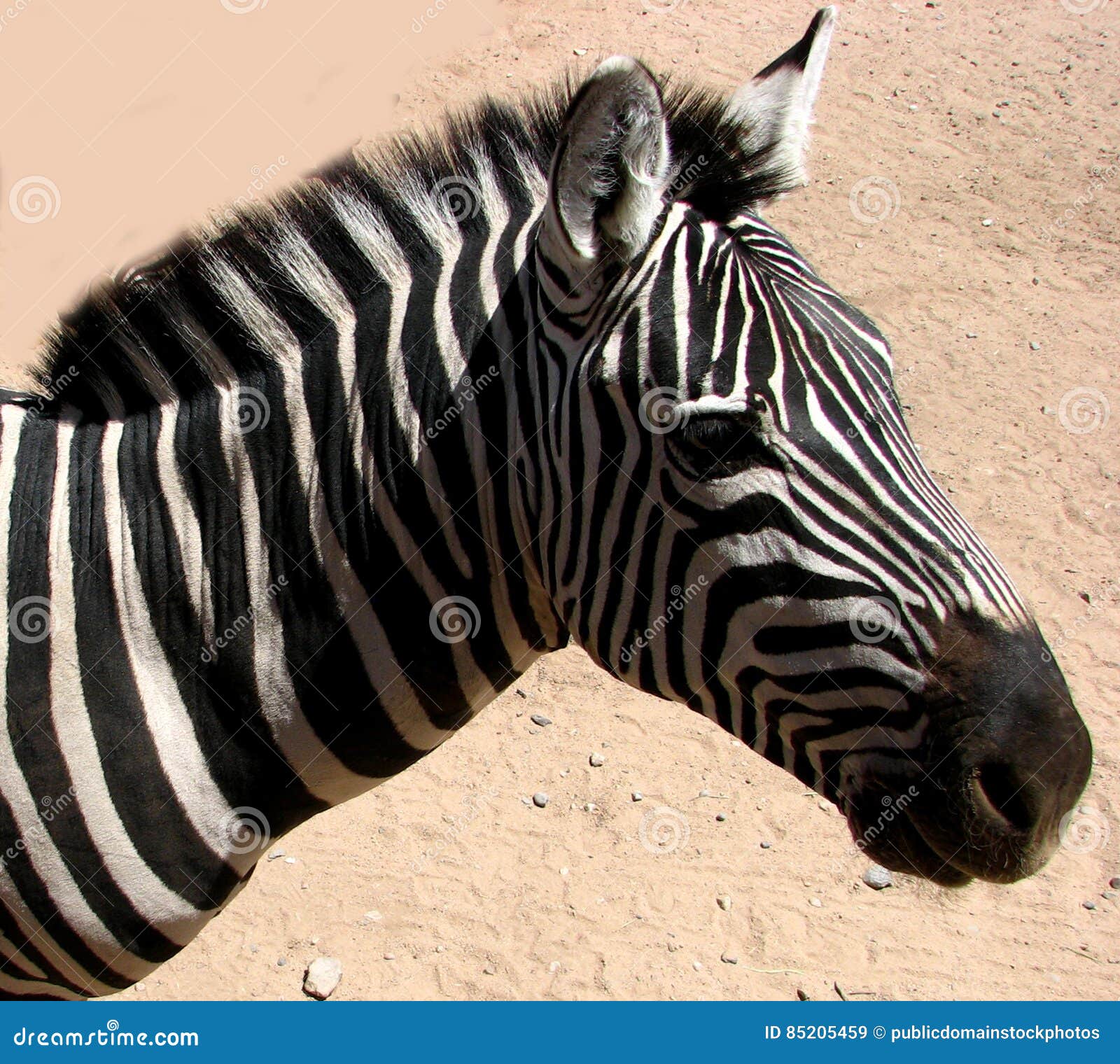 Zebra Head Picture. Image: 85205459