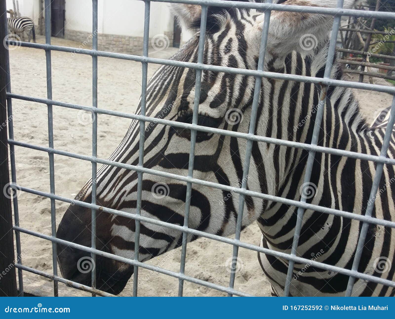 Zebra head behind a cage stock photo. Image of pattern - 167252592