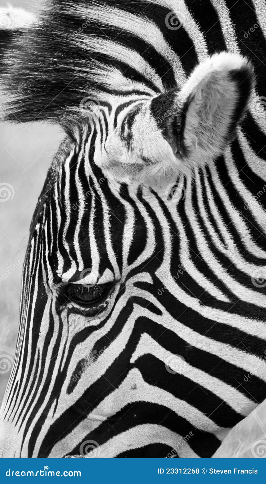 Zebra Head Portrait Closeup With Mouth Open Showing Rotten Teeth ...