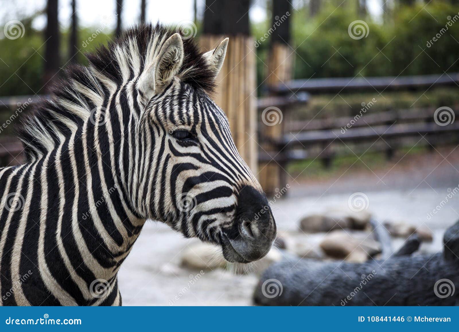 Zebra Head Close-up. Beautiful Horse Zebra. African Zebra. Stock Photo ...