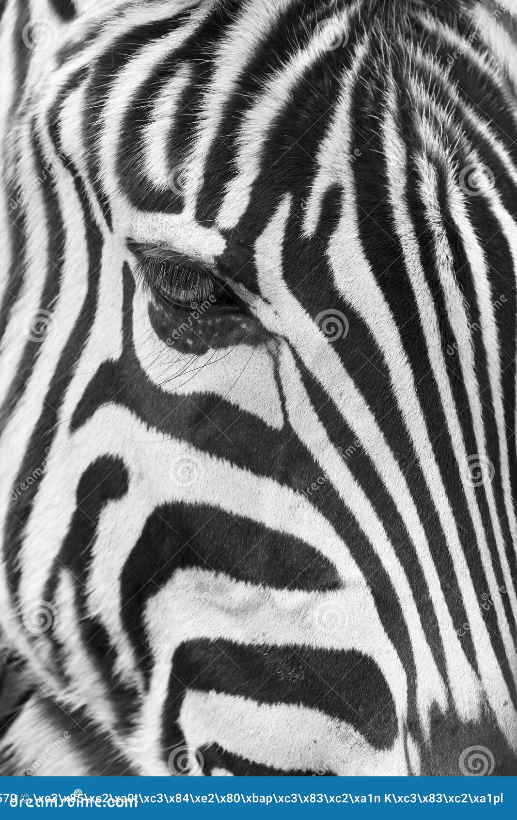 Zebra head stock photo. Image of black, environment, detail - 42812570