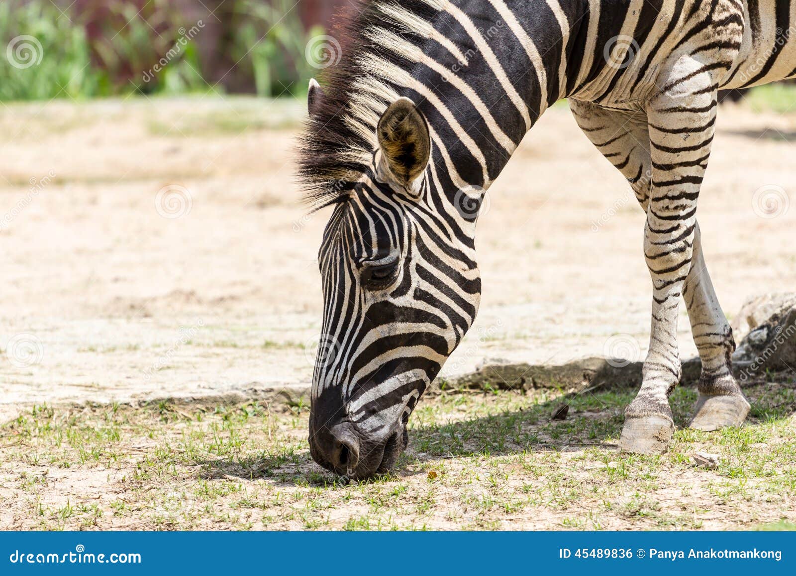 Zebra head stock photo. Image of zebra, nature, equus - 45489836