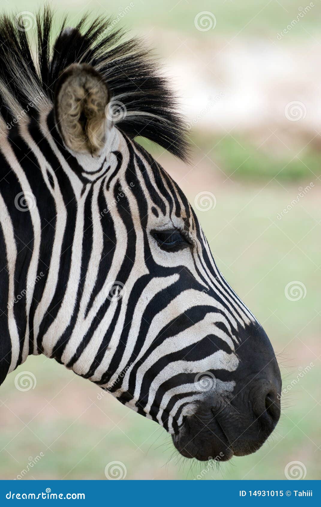 Zebra Head Closeup with Blurred Background Stock Image - Image of ...