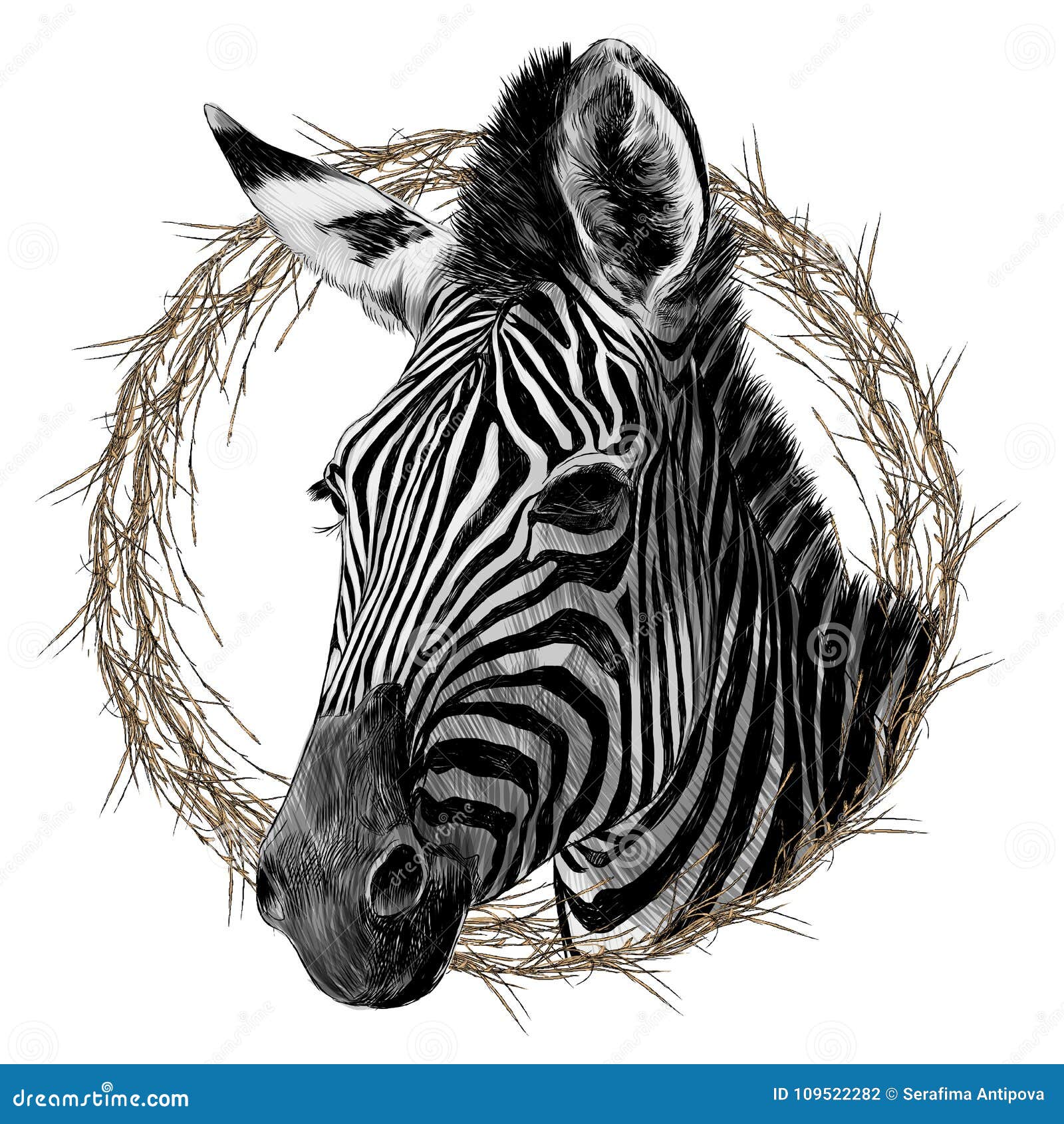 Zebra Head Framed Sketch Vector Graphics Stock Vector - Illustration of ...