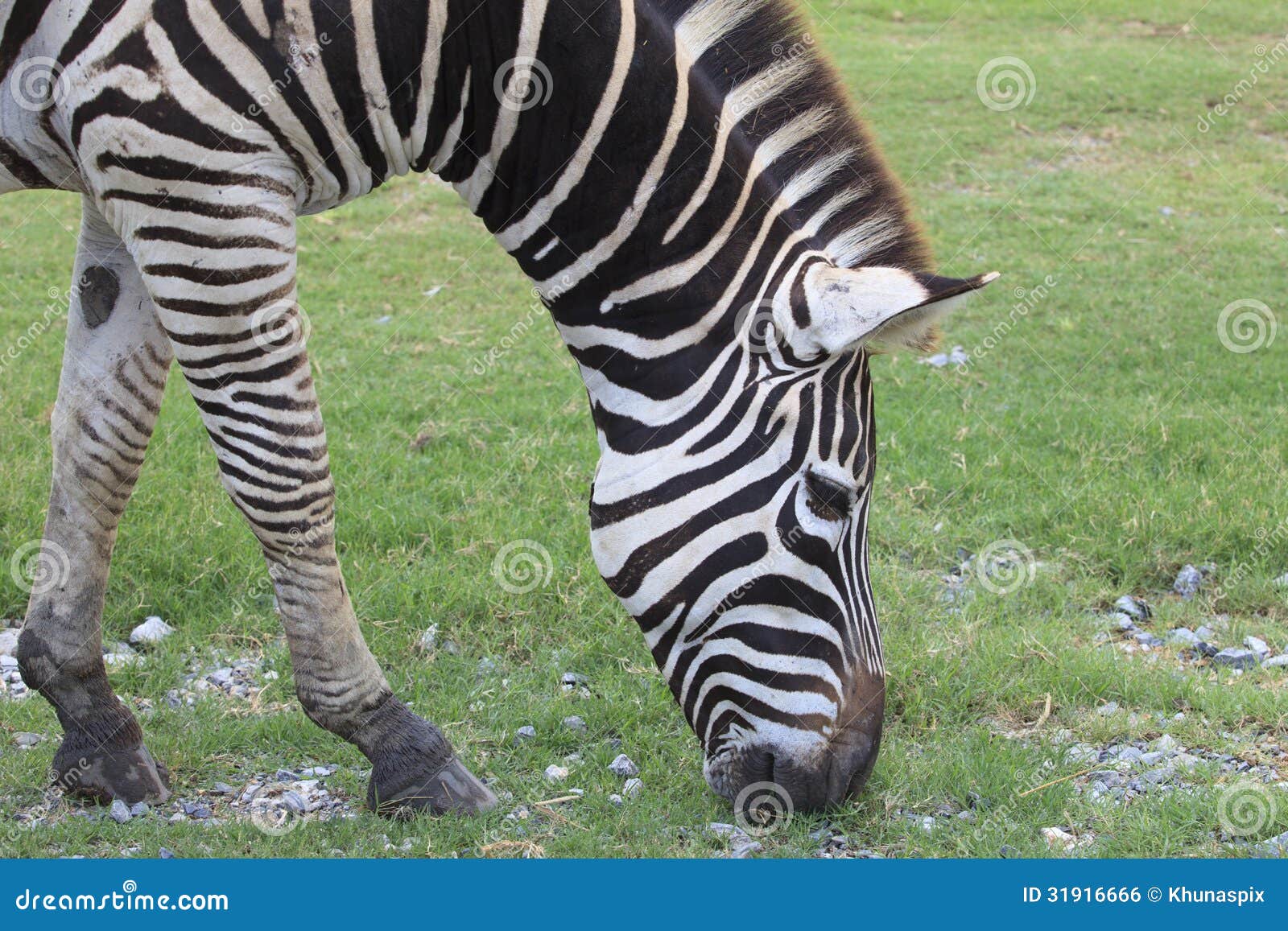 Zebra Head Side Profile Picture Royalty-Free Stock Photo ...