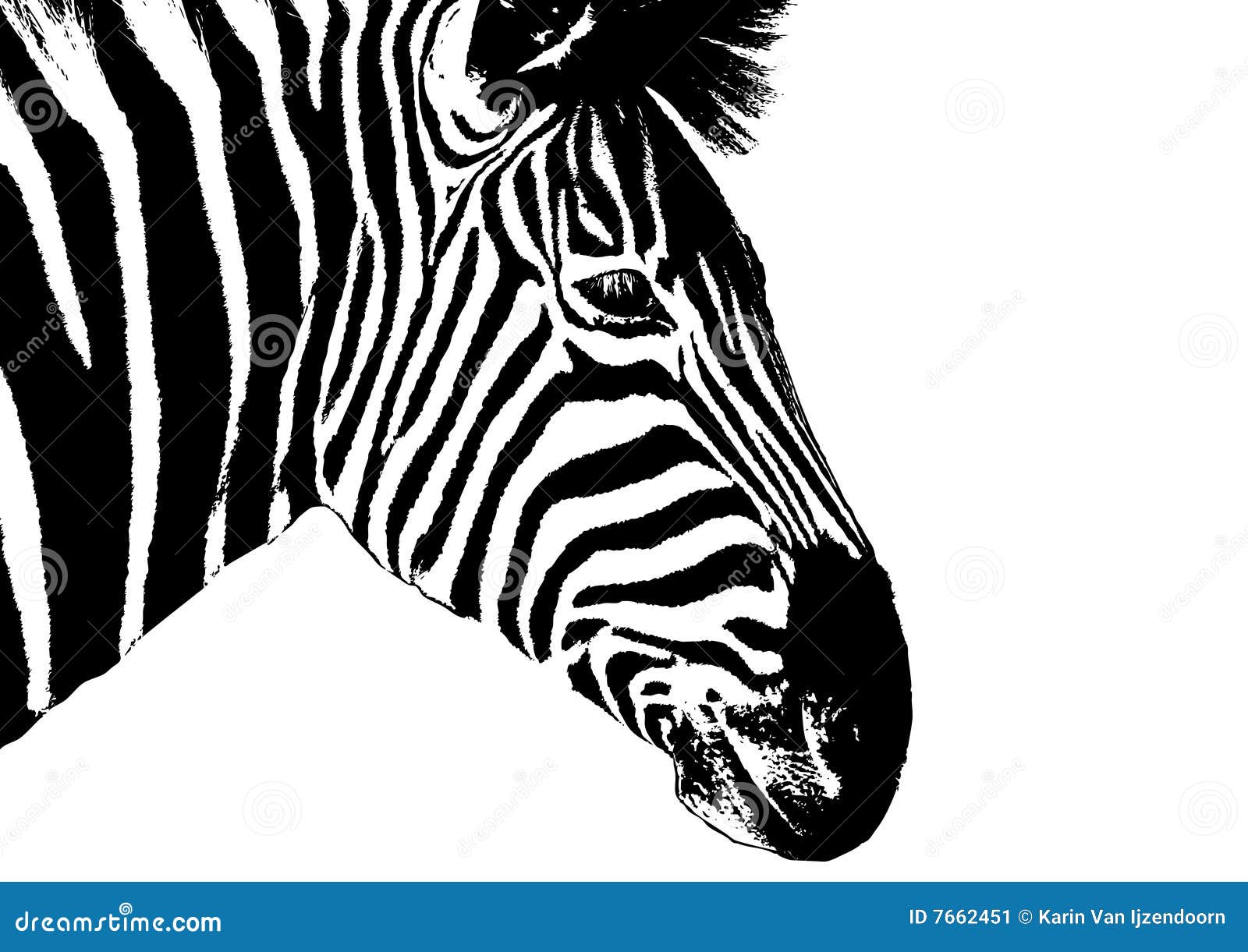 Zebra head illustrated stock illustration. Illustration of wild - 7662451