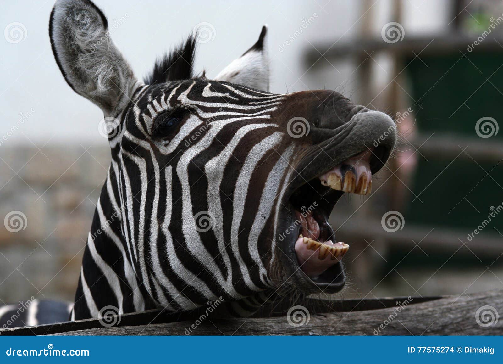 Zebra Head with Open Mouth Close-up Stock Photo - Image of open, mouth ...