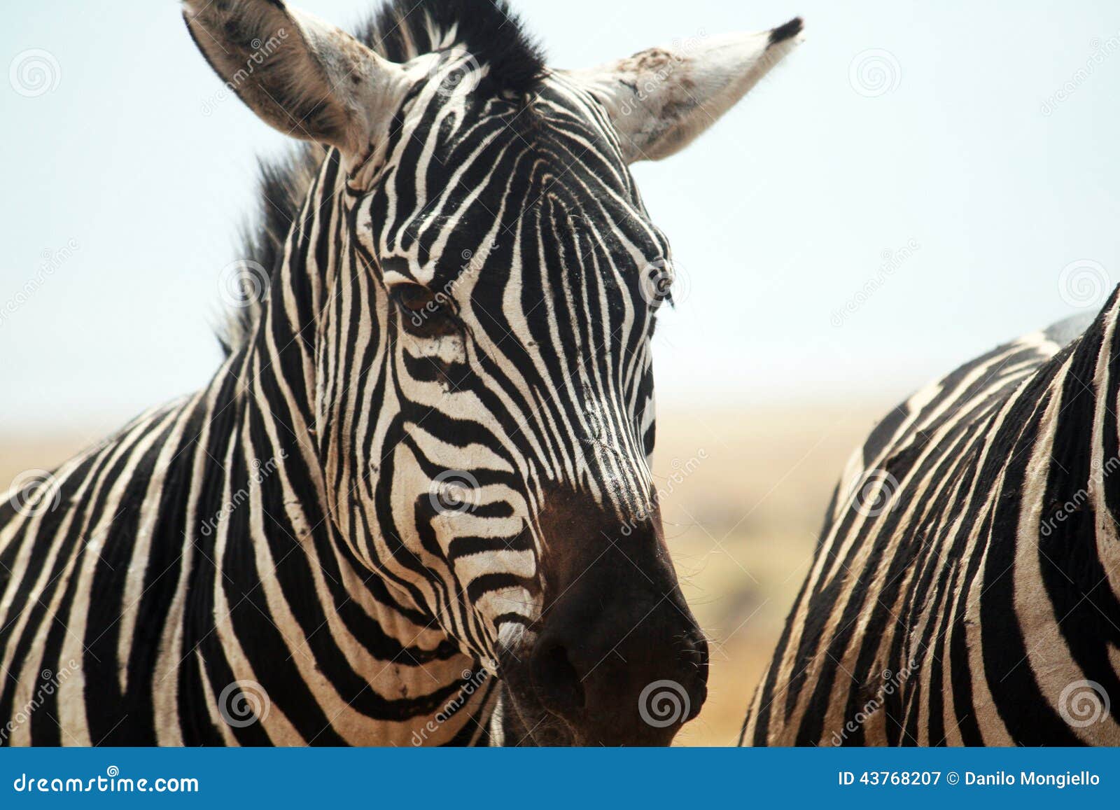 Zebra head stock image. Image of moremi, animal, kenya - 43768207