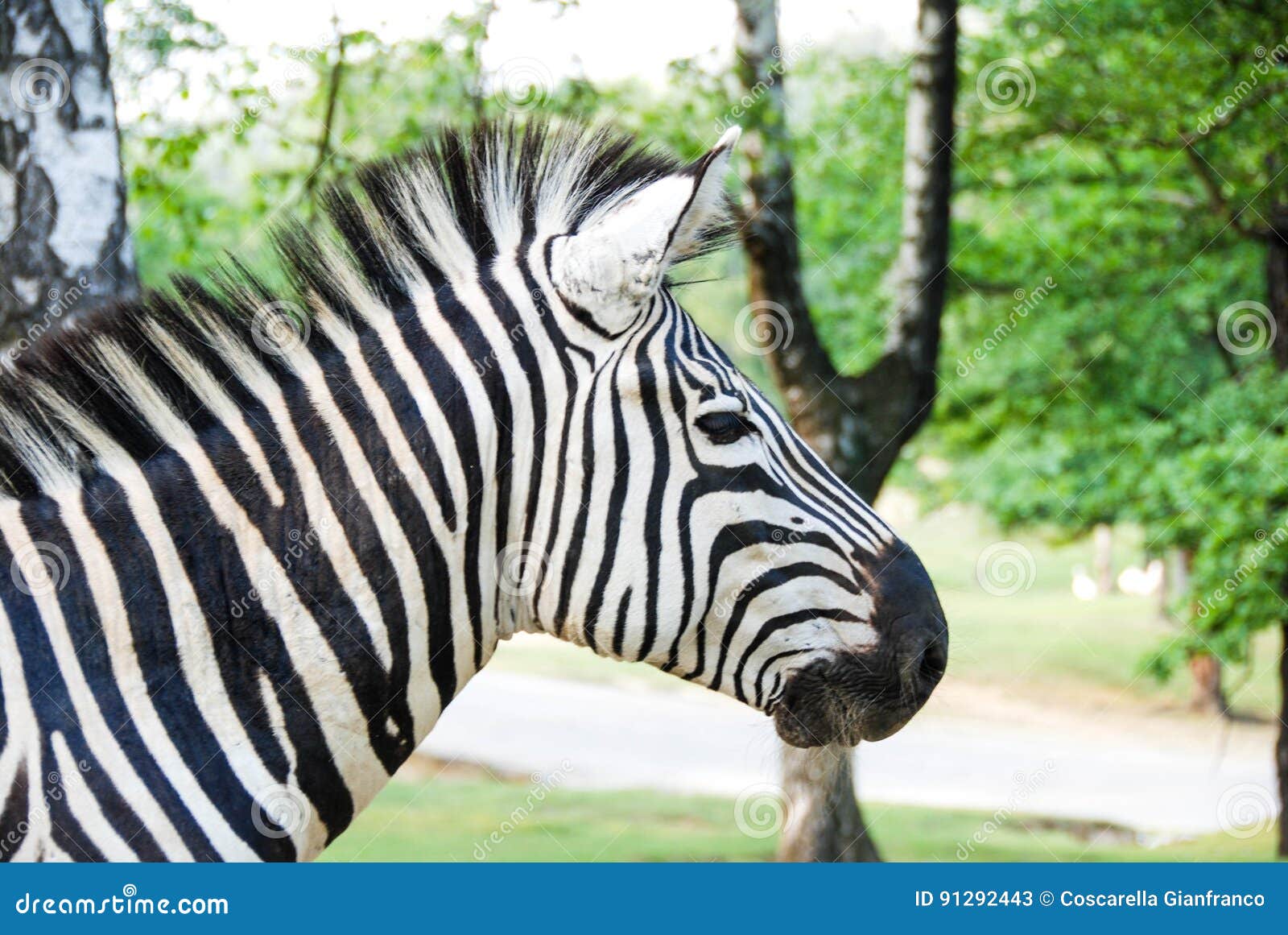 Zebra stock image. Image of wild, safari, africa, profile - 91292443