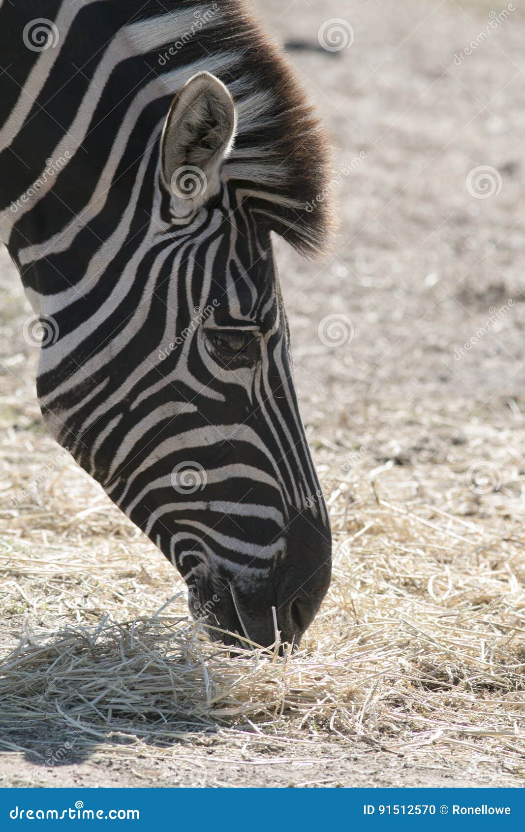 Zebra Head Profile Side View Stock Photo - Image of closeup, animal ...