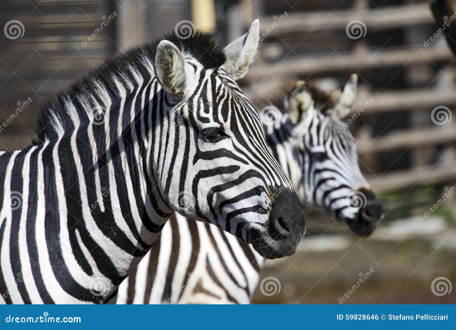 Zebra head stock photo. Image of profile, closeup, nature - 59828646