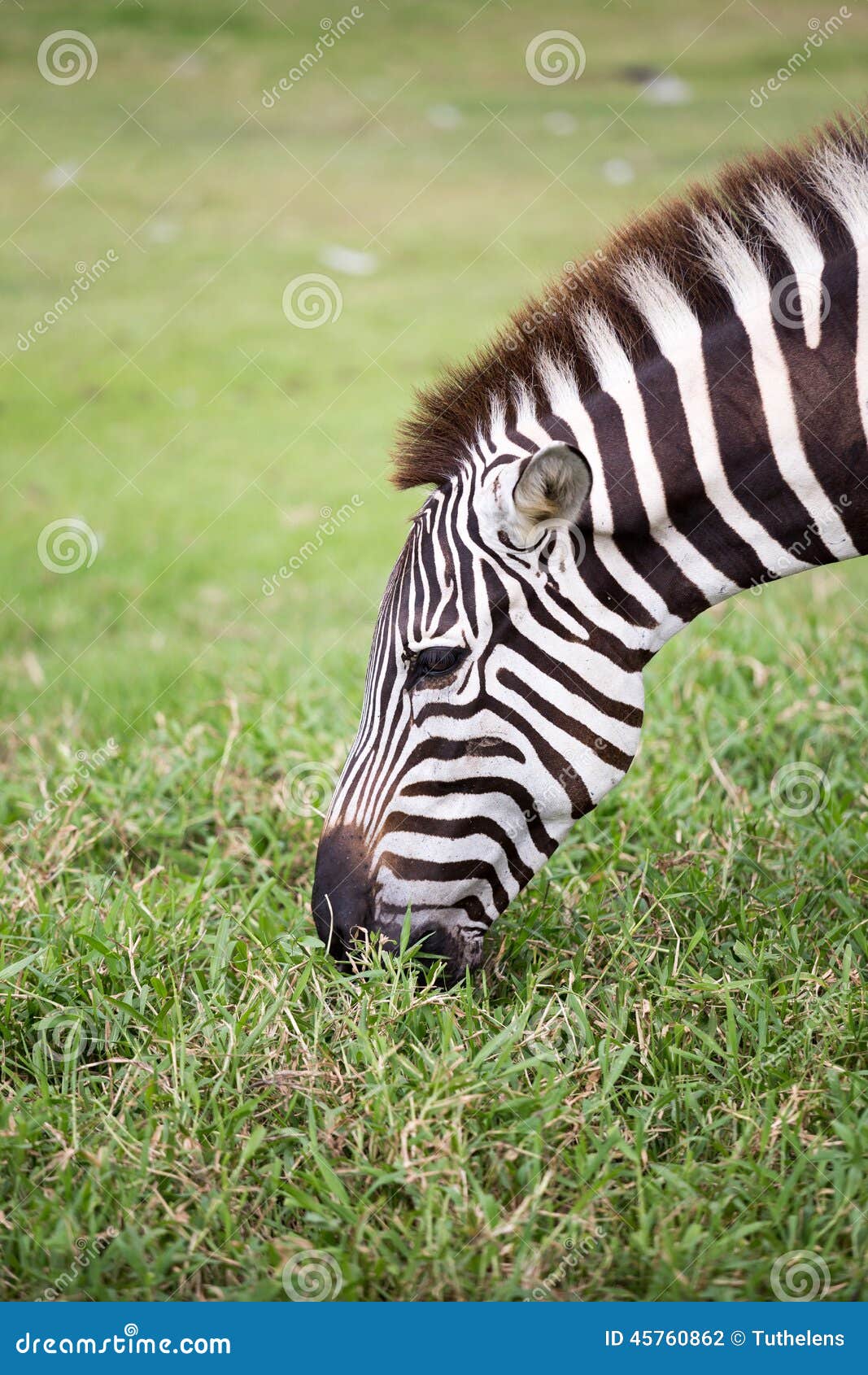 Zebra stock photo. Image of tourism, portrait, national - 45760862