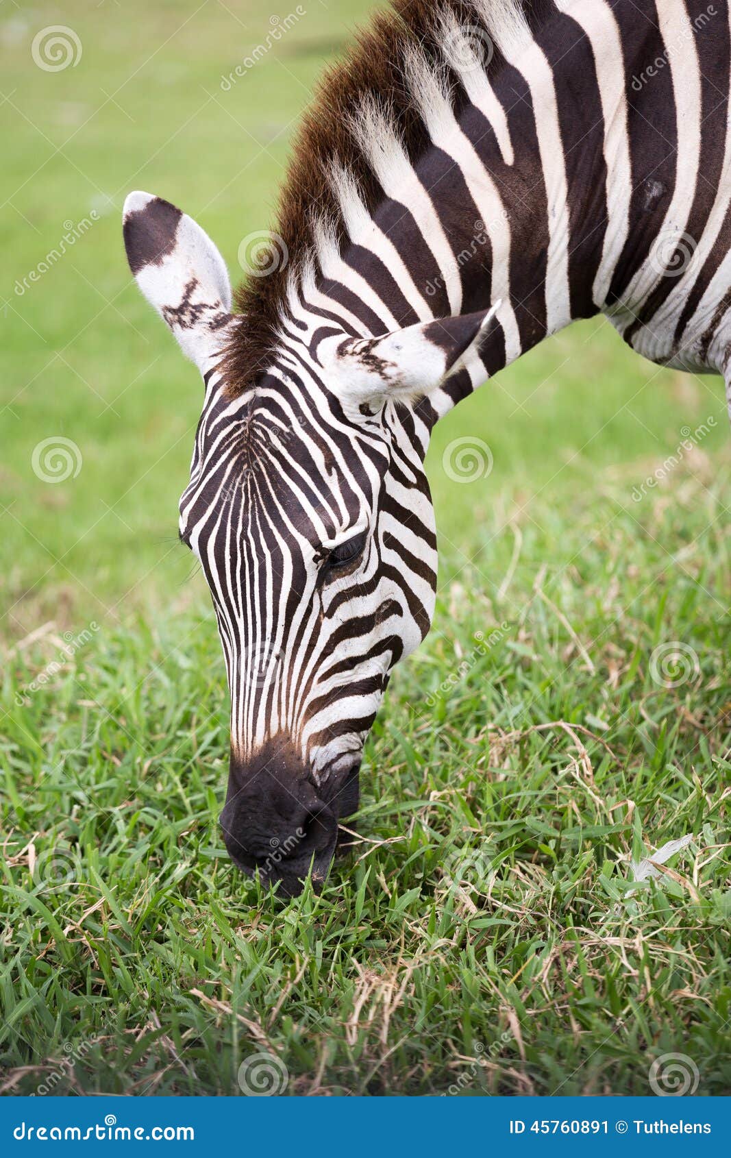 Zebra stock image. Image of kenya, adventure, africa - 45760891