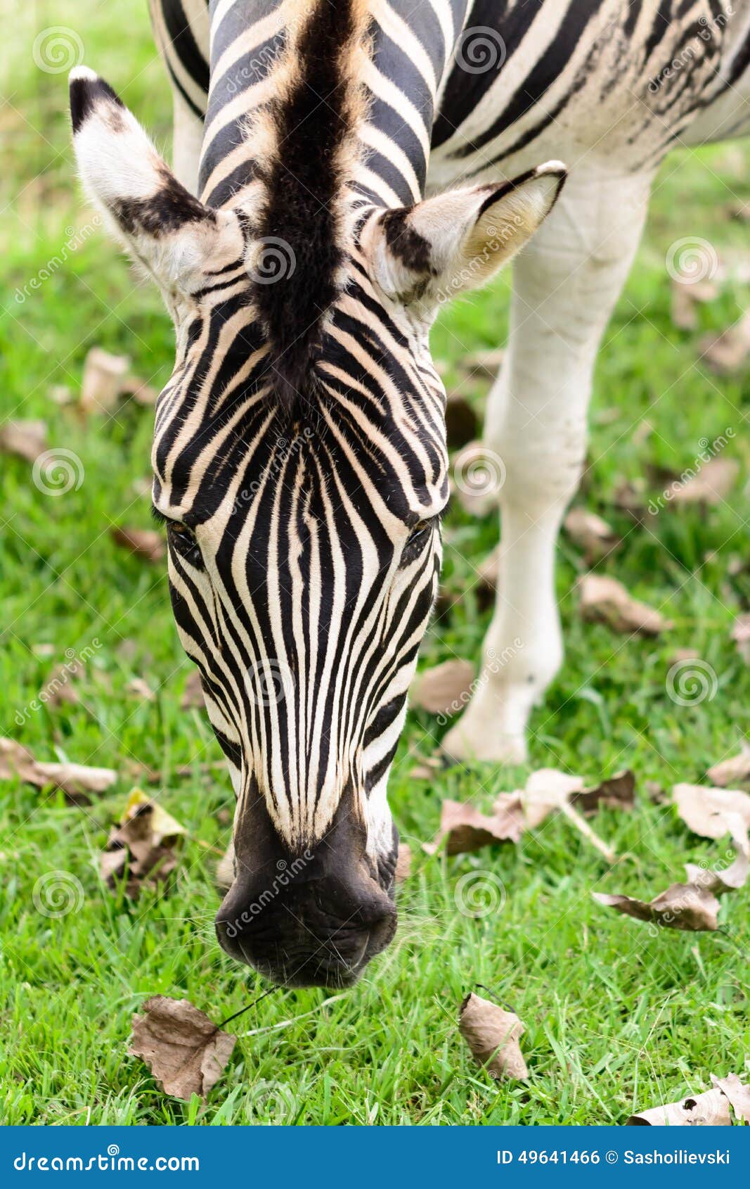 Zebra Head shot stock photo. Image of reserve, head, protection - 49641466