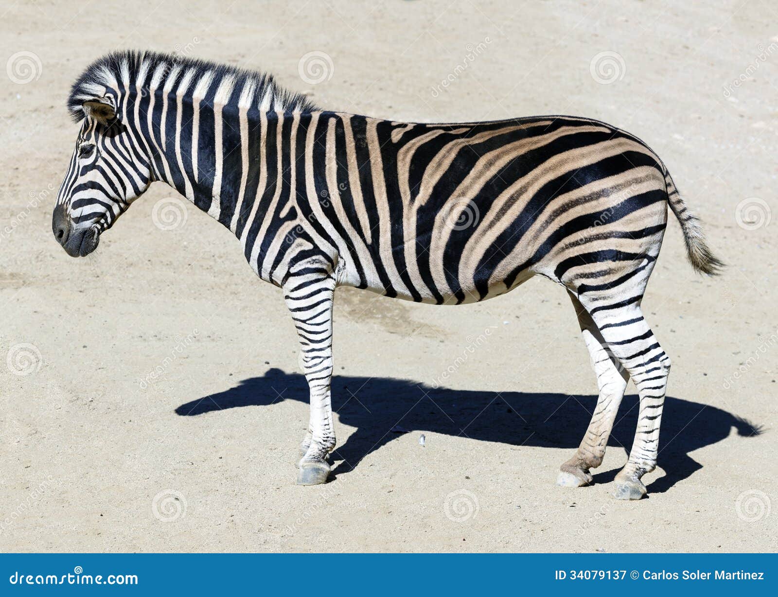 Zebra head stock image. Image of natal, south, front - 34079137