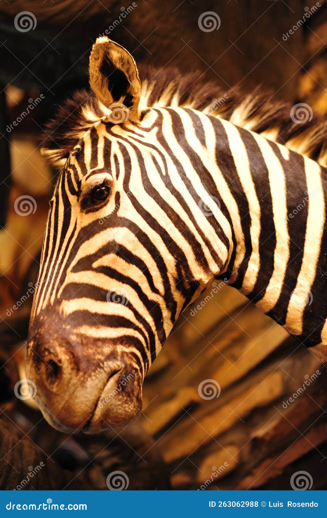 Zebra Head Taxidermy Hanging on the Wall Stock Photo - Image of animal ...
