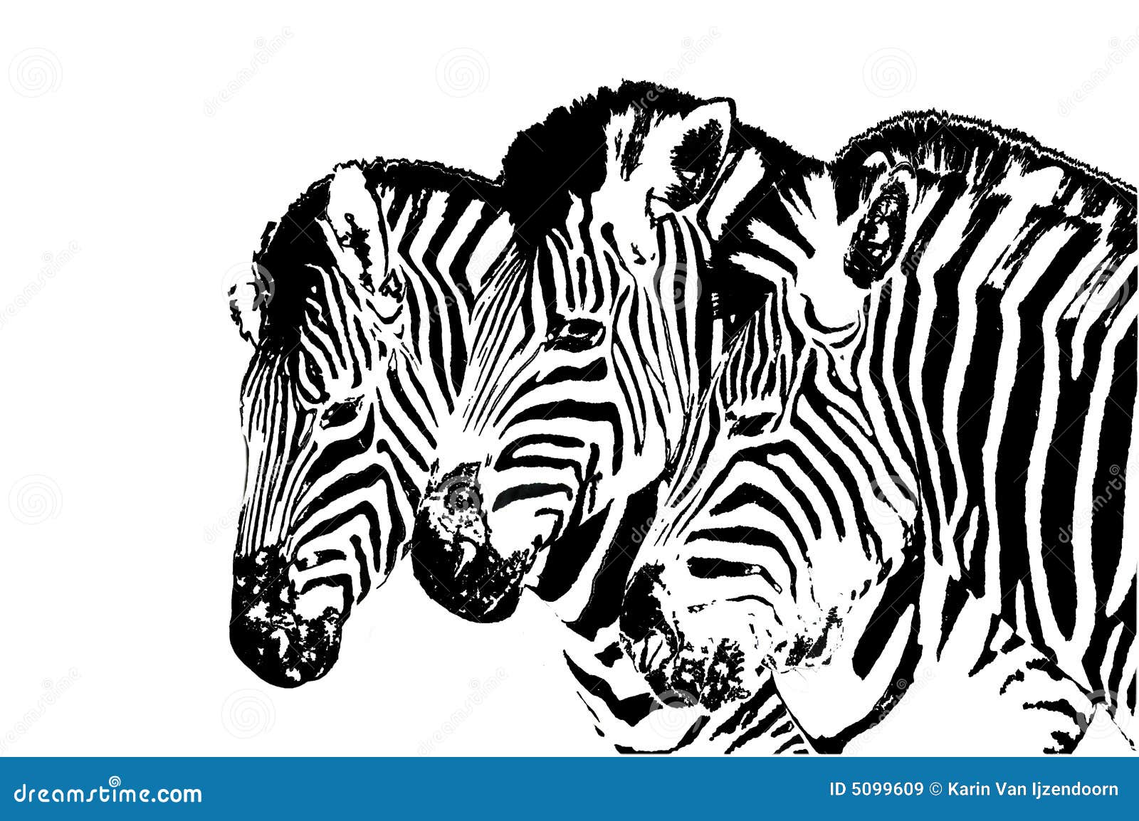 Zebra heads stock illustration. Illustration of drawing - 5099609