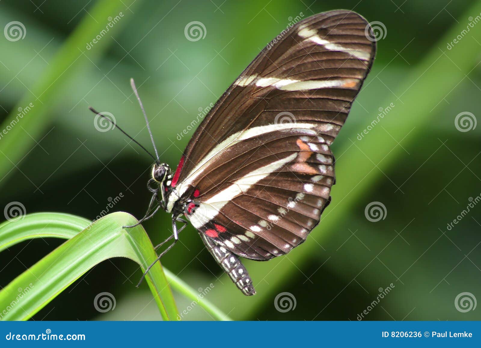 Zebra Heliconian stock photo. Image of entomology, natural - 8206236