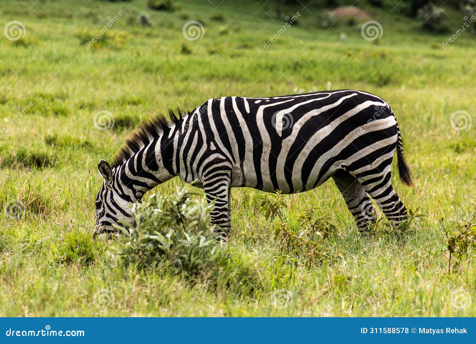 Zebra in the Hell S Gate National Park, Ken Stock Photo - Image of ...