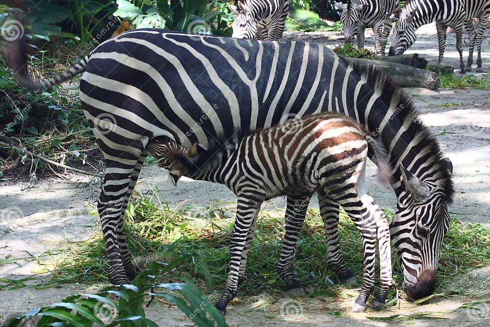 A Zebra and her baby stock image. Image of plains, alex - 14137429