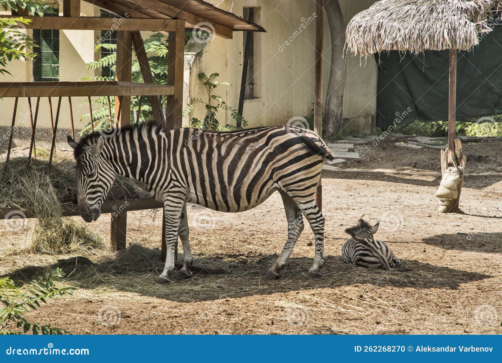 Zebra with her cub stock photo. Image of closeup, female - 262268270