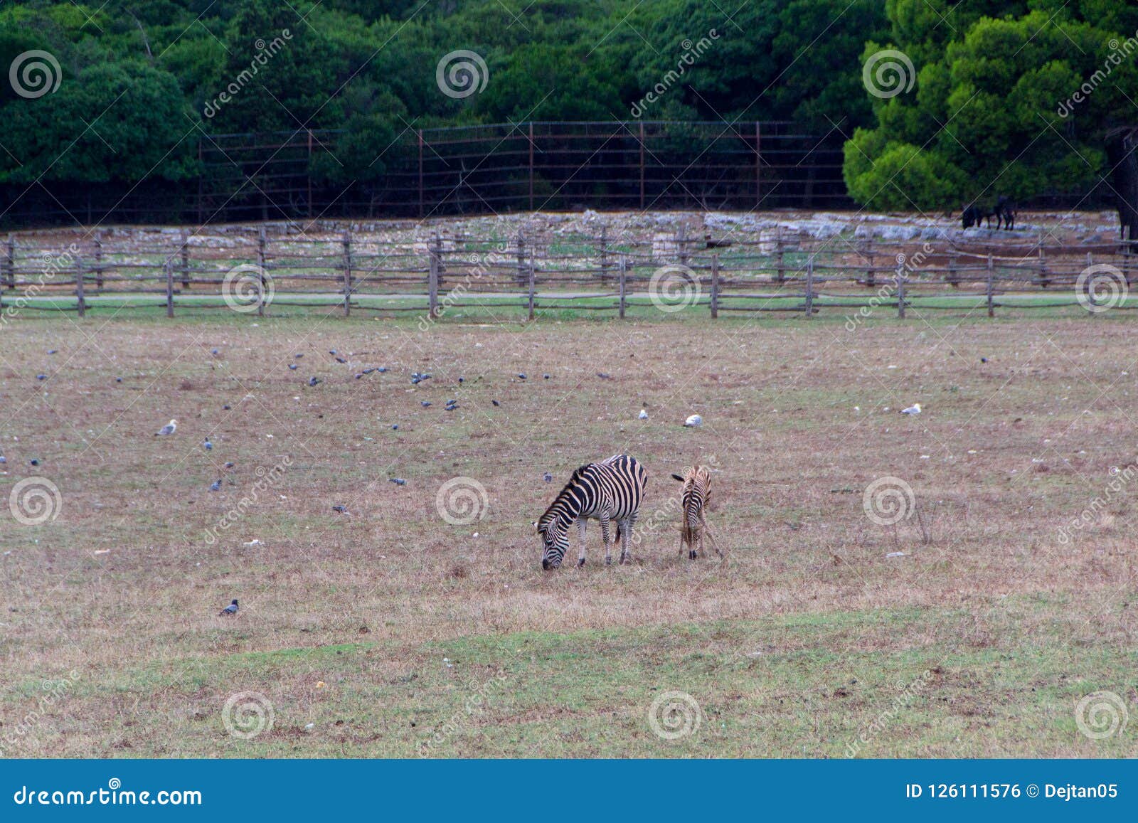 Zebra and her cub stock photo. Image of sunset, africa - 126111576