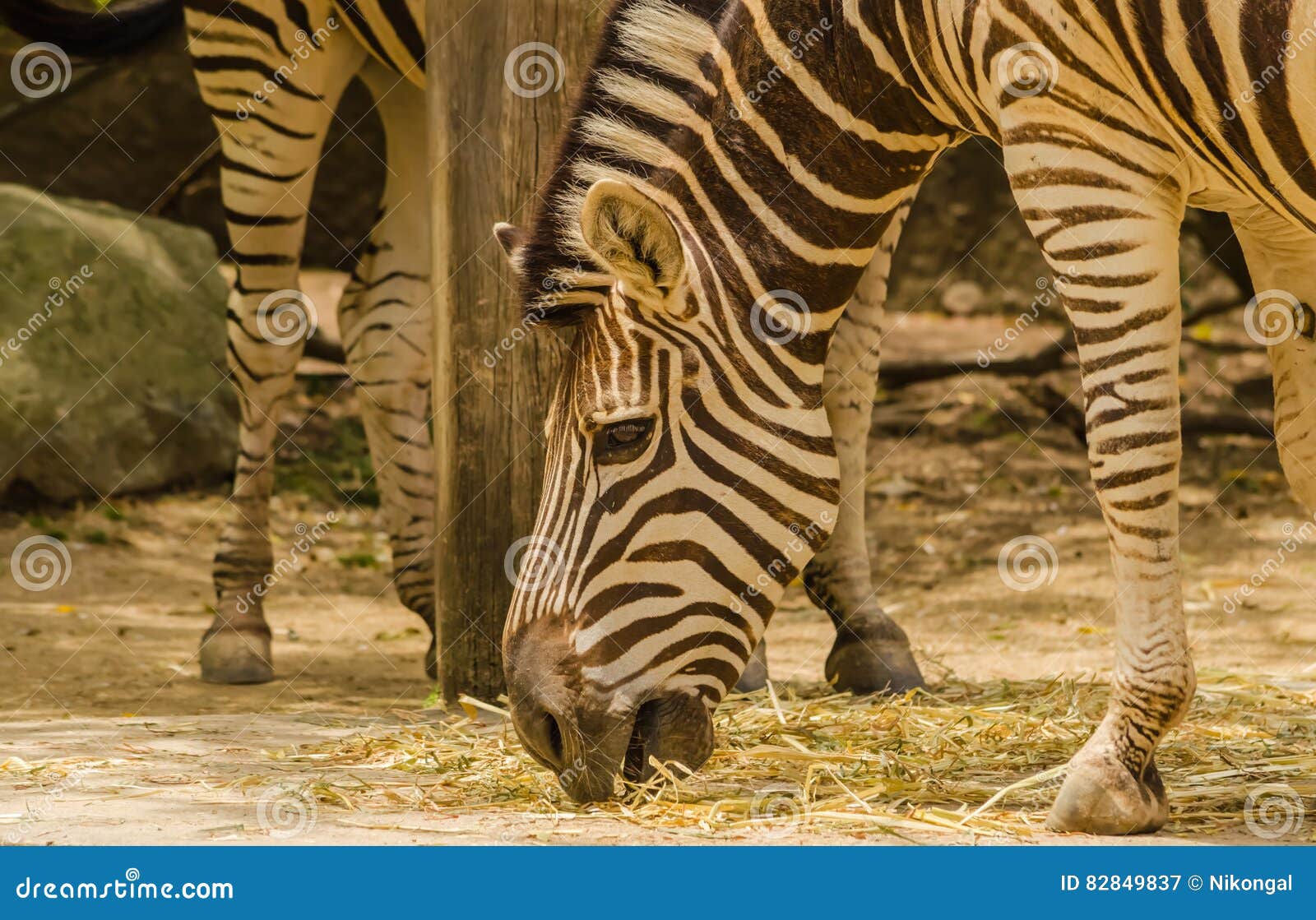Zebra stock image. Image of wild, mammal, zebra, feeding - 82849837