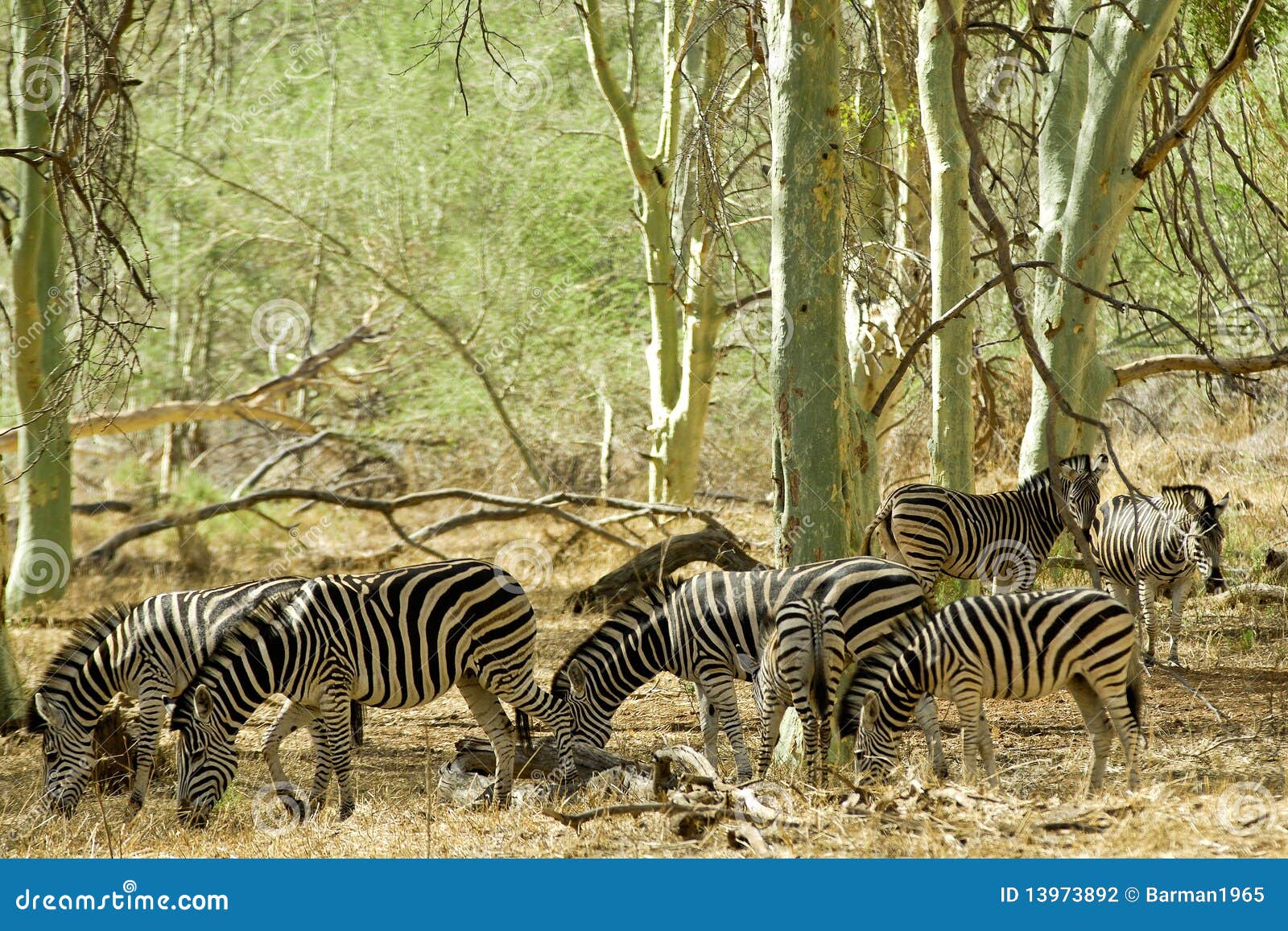 Zebra Herd stock photo. Image of south, africa, tree - 13973892