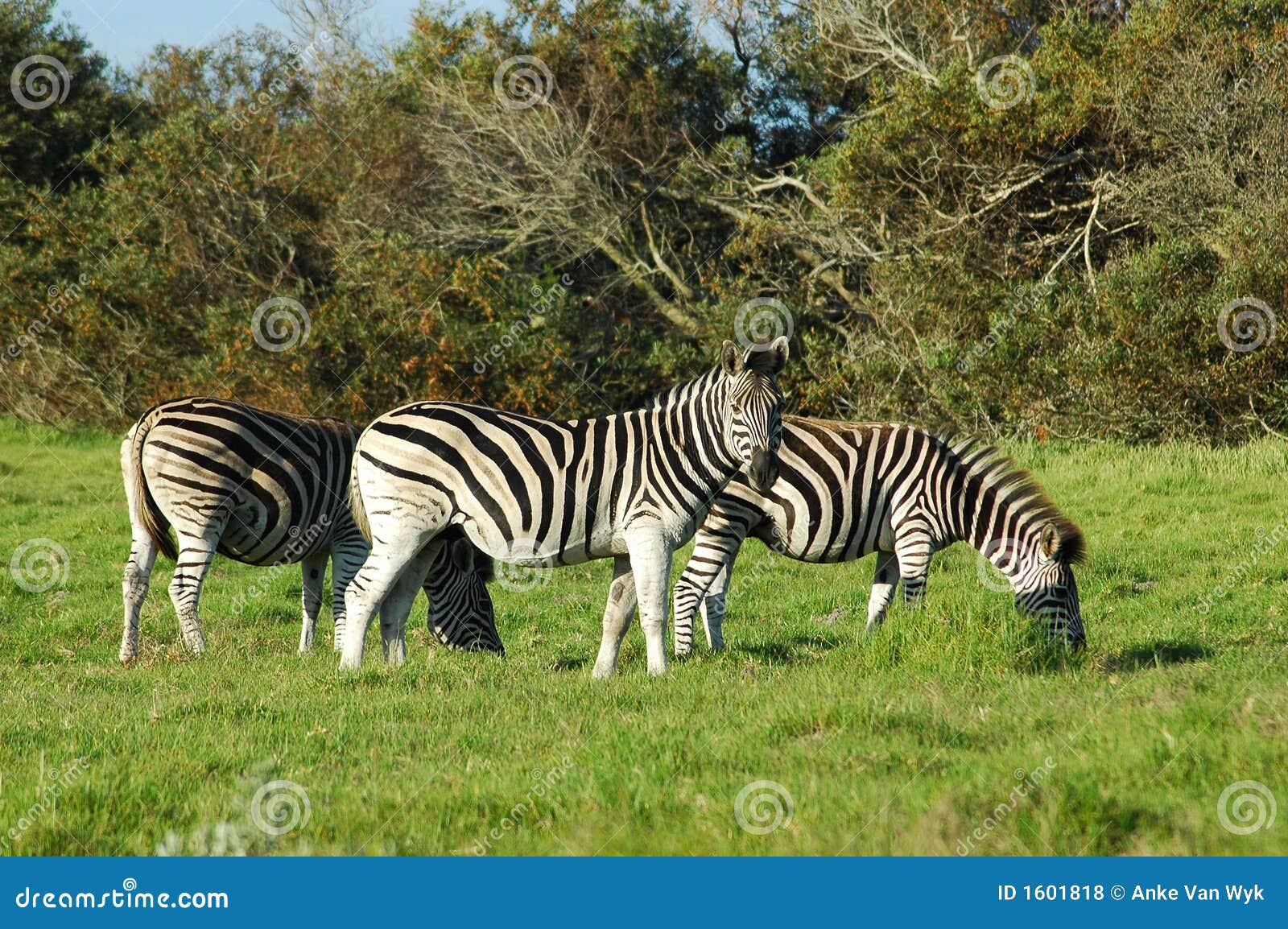 Zebra herd stock photo. Image of exotic, african, cape - 1601818
